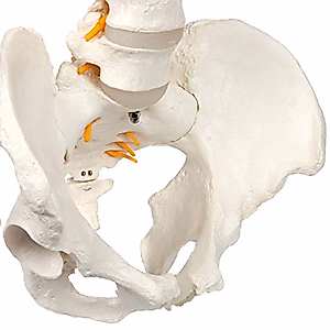 Axis Scientific, 34 Life Size Spine Model with Vertebrae,Nerves,Arteries, Lumbar Column,Male Pelvis - Human Anatomy Model for Education & Study - Includes Stand/Product Manual - Plastic Spine Model