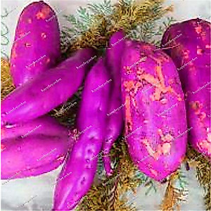 Dichondra Fresh 100pcs Sweet Potato Vegetables Seeds for Planting Orange