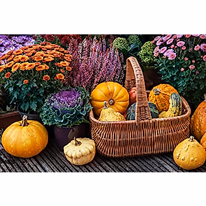 "Large Gourd Mix" Squash Seeds for Planting, 25+ Heirloom Seeds Per Packet, (Isla's Garden Seeds), Non GMO Seeds, Great Home Garden Gift, Decorative Squash Gourds