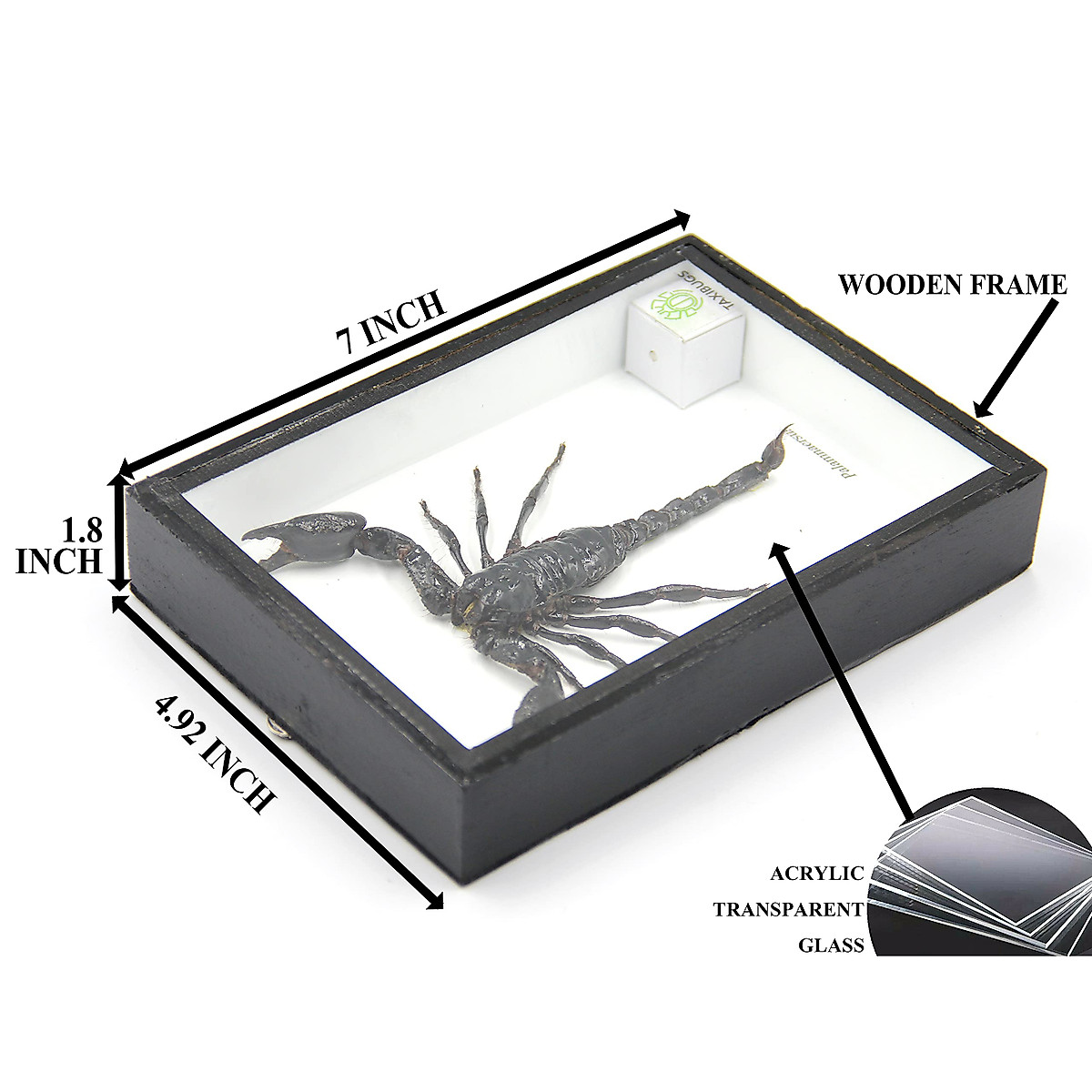 TAXIBUGS Real Exotic Poisonous Scorpion – Preserved Taxidermy Insect Bug Collection Framed in a 3D Wooden Frame as Pictured Taxidermy (Black Wooden Box)