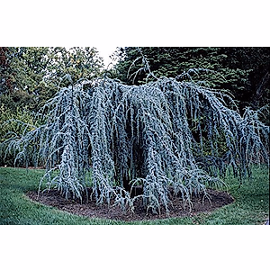 Weeping Blue Atlas Cedar 3 - Year Live Tree