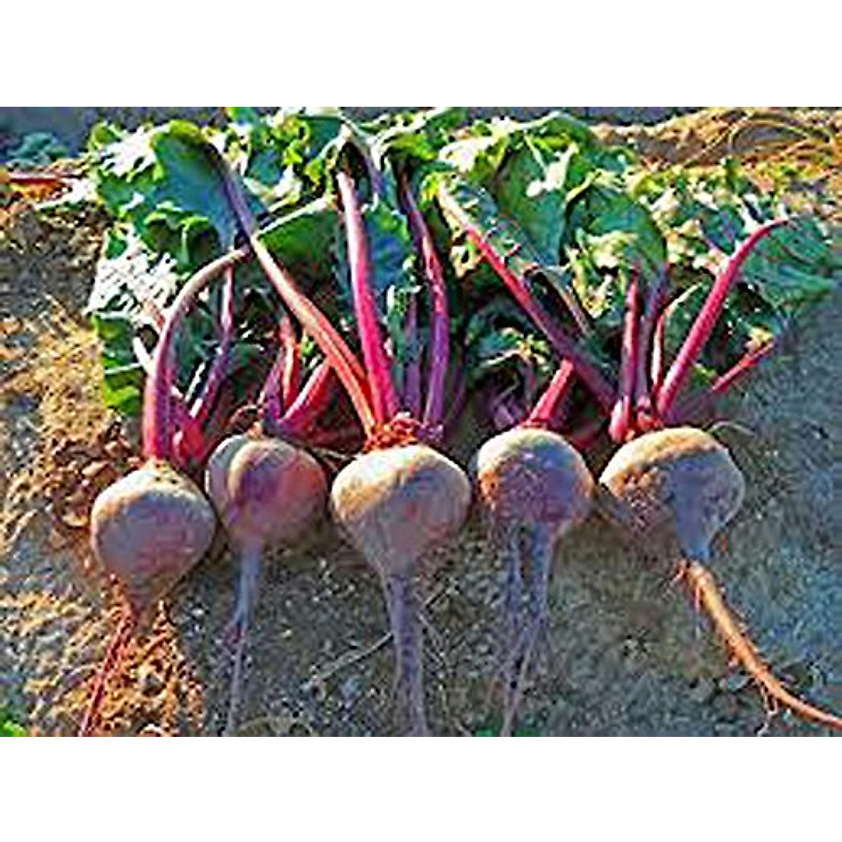 Beets, Early Wonder, Heirloom, Non GMO, 500 Seeds, Tender N Sweet Beet, Perfect