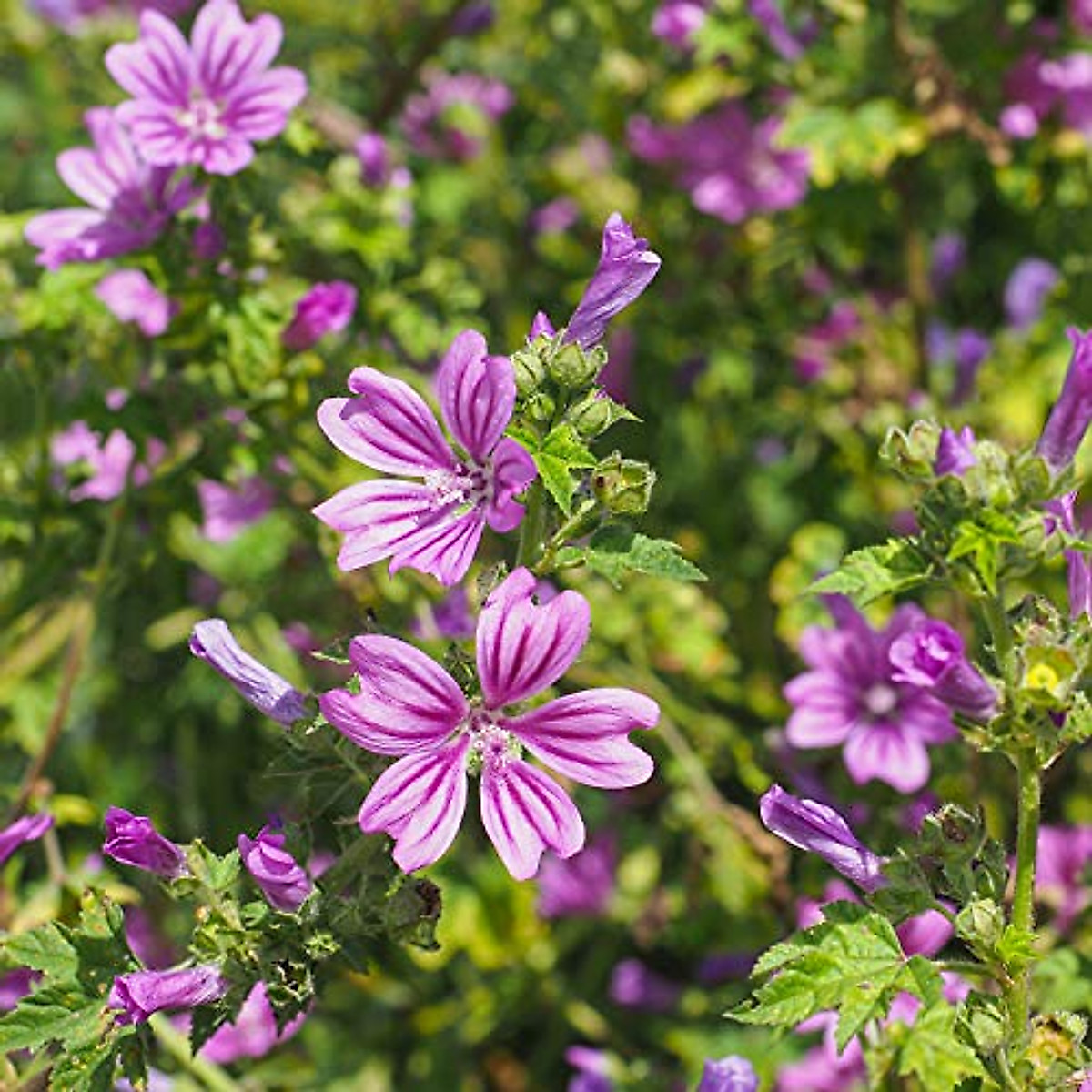 Outsidepride Malva Sylvestris French Hollyhock Zebrina Plant Garden Flower Seed - 500 Seeds
