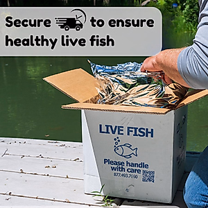 Cardinal Tetra Live Fish (8 Fish Pack) Small Size - Live Fish for Aquarium Exotic Freshwater Live Fish, Live Aquarium Fish, Live Fish, Live Freshwater Fish - Freshwater Fish Live Buy Live Fish