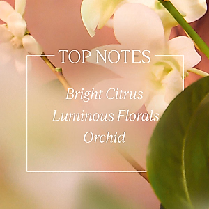 L'occitane Loccitane Neroli & Orchidee Hand Cream , 0.26oz (Pack of 1)