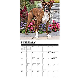 Willow Creek Press Boxers Monthly 2024 Wall Calendar (12" x 12")