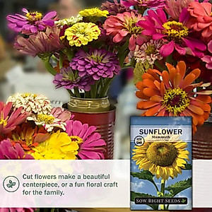 Sow Right Seeds - Mammoth Sunflower Seeds to Plant and Grow Giant Sunflowers in Your Garden.; Non-GMO Heirloom Seeds; Full Instructions for Planting; Wonderful Gardening Gifts (2)