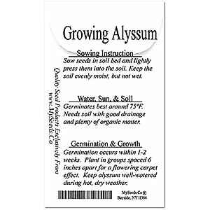 BIG PACK - (60,000+) Alyssum Royal Carpet Seeds - Fragrant Lobularia maritima - Attracts Honey Bees, Butterfly - Ground Cover for Zones 3+ Flower Seeds By MySeeds.Co (Big Pack - Alyssum Royal Carpet)