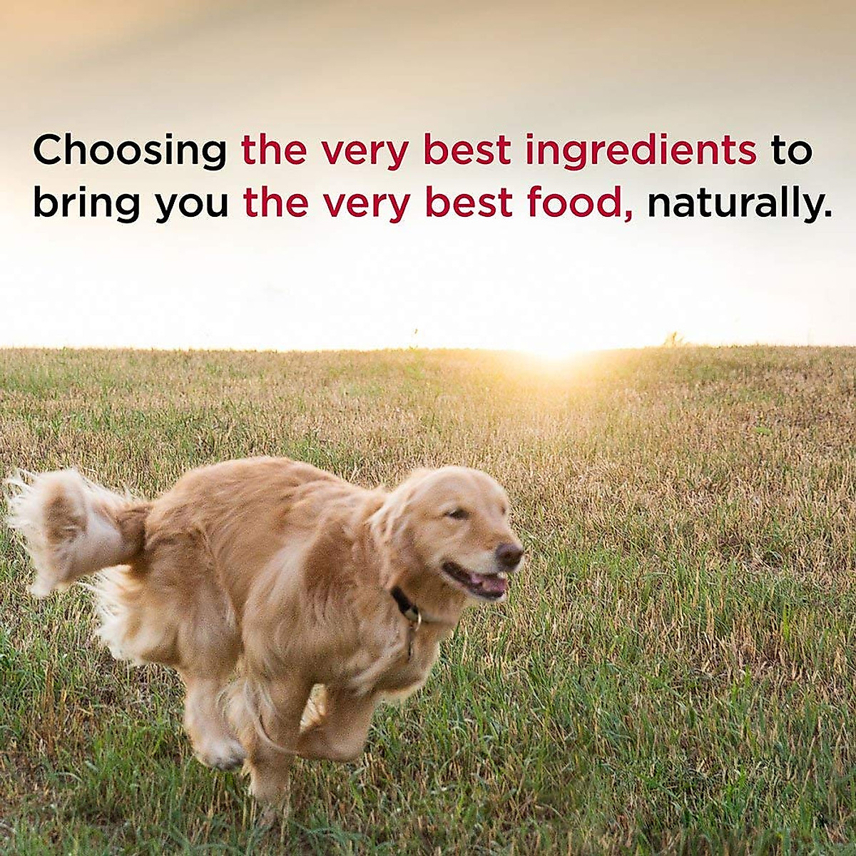 Diamond Naturals Light Real Meat Recipe Premium Dry Dog Food To Help Support Weight Management With Real Pasture Raised Lamb Protein 15Lb, 1772_15_DNL