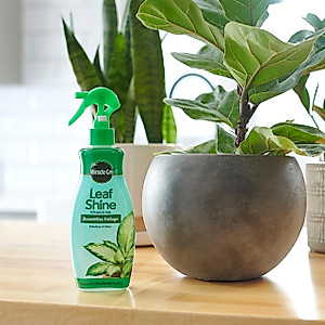 Miracle-Gro Leaf Shine, 8-Ounce Green