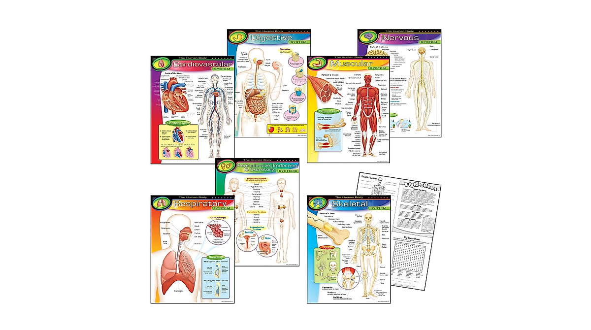 Human Body Learning Charts Pack for Middle School STEM Education