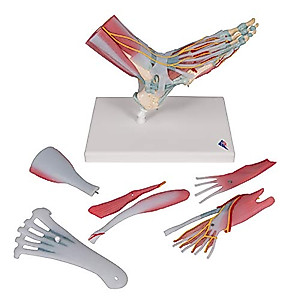 3B Scientific M34/1 Foot Skeleton w/ Ligaments and Muscles - 3B Smart Anatomy