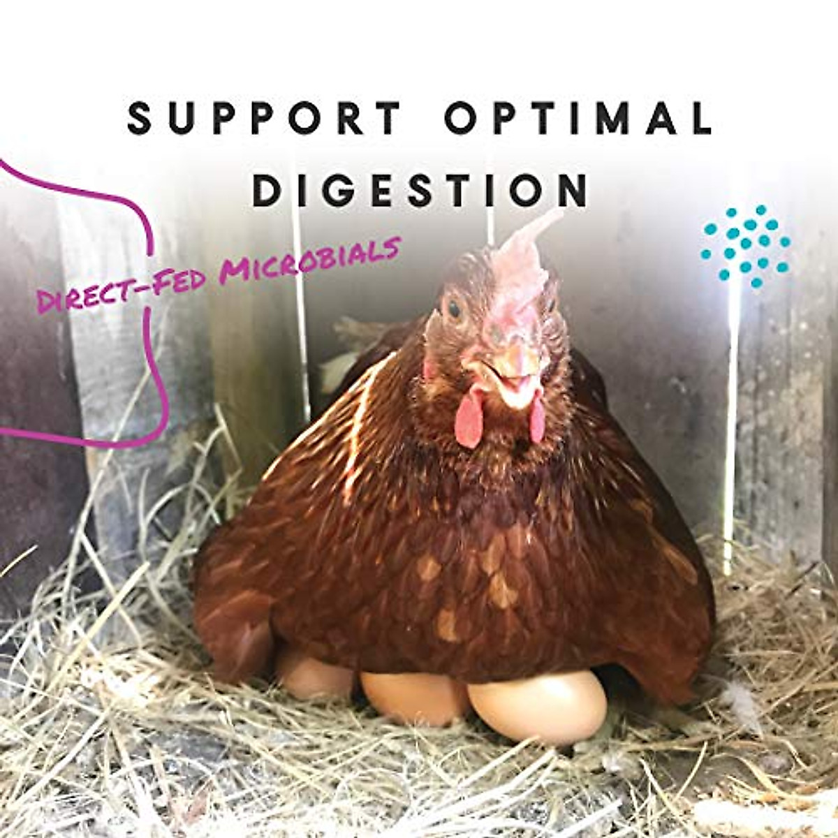 Manna Pro Chicken Feed Supplement | Omega Egg Maker Chicken Supplies | Chicken Food Supplement for Laying Hens | 5 Pounds