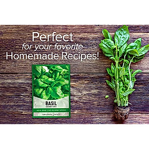 Genovese Basil Seeds for Planting Heirloom Non-GMO Herb Plant Seeds for Home Herb Garden Makes a Great Gift for Gardening by Gardeners Basics