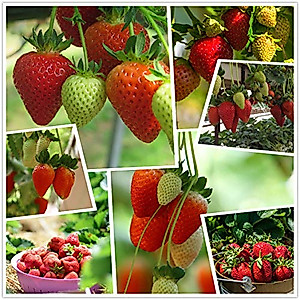 Red Strawberry Climbing Strawberry Fruit Plant Seeds Home Garden New 300 pcs