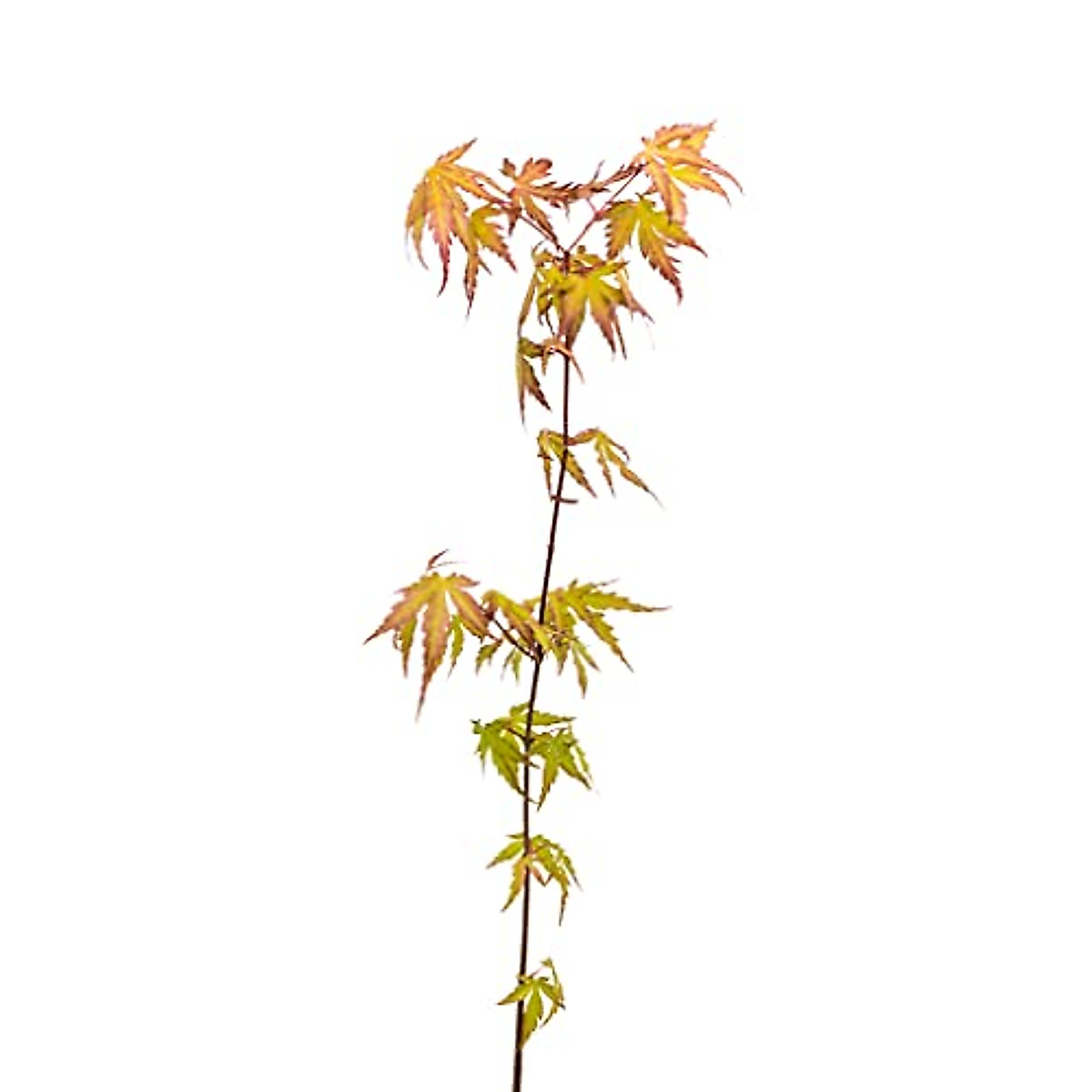 Japanese Maple | Medium Tree Seedling | The Jonsteen Company