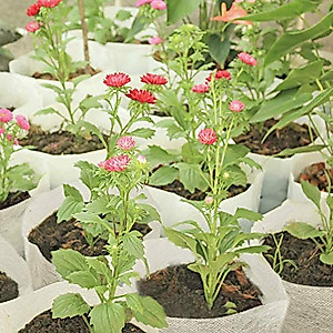 200pcs Nursery Bags Plant,Biodegradable Non-Woven Plant Grow Bags Fabric Seedling Pots Bags Plants Home Garden Supply (5.5x6.2)