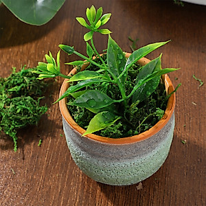 Veemoon 3 Packs of Artificial Moss Dried Moss Fake Lichen Plants for Home Fairy Garden Patio Decoration- Dark Green 60g/ Pack