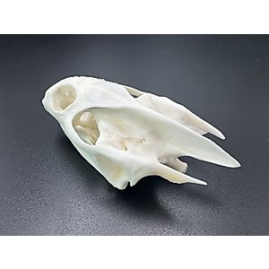 ZCZC Taxidermy Exquisite Collection of Real Animal Skull Bone Specimen, Skull Decoration for Home, Collectibles Study,, Cleaned and Bleached Fox, Mink, Coypu, Cat Skull (Turtle Skull)