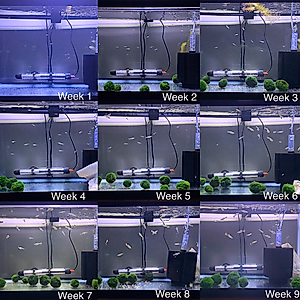 Live Guppy Fry Pack of 6 Baby Guppy Fish - Assorted Colors - 6 Fancy Guppy Fry Live Fish