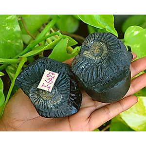 Shiva Lingam Shop 2.75"X2"inch Shaligram, Religious Gifts, Sudarshan Saligram Stone,Natural Shaligram Fossilized Shell, Iconic Symbol of The God Vishnu -I-6027