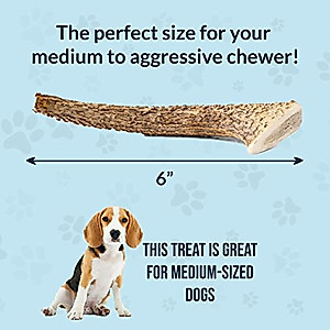 Pawveyor USA-Sourced Naturally Shed Elk Antlers For Dogs - 6" Grade-A Split & Whole Elk Antlers for Dogs Medium Sized and Aggressive Chewers - Ultra Long Lasting Dog Chew, Odorless Rawhide Alternative