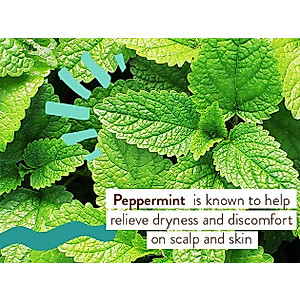 Babo Botanicals Eucalyptus Remedy Plant-Based 3-in-1 Shampoo, Bubble Bath & Wash - with Vapors of Eucalyptus, Rosemary & Peppermint - For Babies, Kids or Sensitive Skin - EWG Verified - 15 fl. oz.