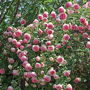 CHUXAY GARDEN Pink and White Rose Seed 200 Seeds Heirloom Eden Roses Rose Bush Highly Fragrant Perennial Ornament Flower Eye-catching Decoration