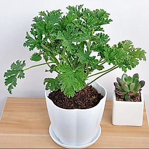 1000+ Citronella Plant Seeds for Planting Outdoor Non-GMO Heirloom Citronella Perennial Grass Perennial Herb…