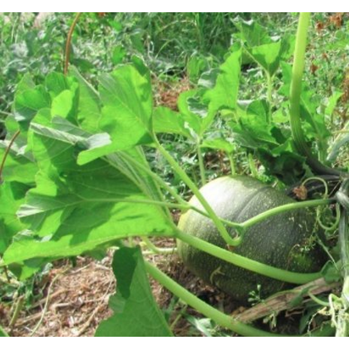 Tatume Squash Seeds for Planting, 30+ Heirloom Seeds Per Packet, (Isla's Garden Seeds), Non GMO Seeds, Botanical Name: Cucurbita Pepo