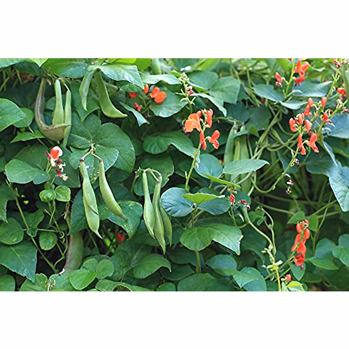Scarlet Runner Pole Bean Seeds for Planting, 25+ Heirloom Seeds Per Packet, (Isla's Garden Seeds), Non GMO Seeds, Botanical Name: Phaseolus coccineus, Great Home Garden Gift
