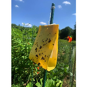 VivaTrap VT-103 Cucumber Beetle Trap & Lure (2 Pack)