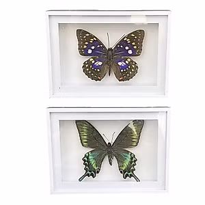 CXUEMH 2 Pcs Framed Butterfly Real Butterfly Specimens Taxidermy Butterfly in Frame Insect Collection Home & Office Desktop Decor Craft Gift for Men Women (Color A)