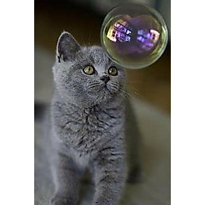 Kitty Love Bubbles: 2 Pack 4oz Bottles of Catnip Scent Bubbles for Cats, Non-Toxic and Allergen-Free, Bring Out Your Cat's Inner Hunter with Hours of Fun and Exercise