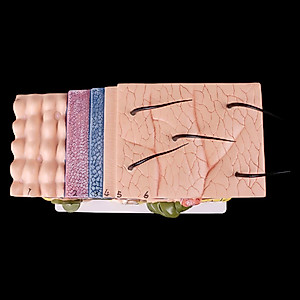 Abicial Human Skin Model Block Enlarged Plastic Anatomical Anatomy Medical Teaching Tool