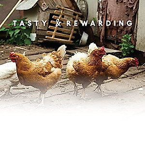 Manna Pro Chicken Scratch | Garden Grains, Treat for Coop, Duck Food, Chicken Supplies |2.25 Pound (Pack of 1)