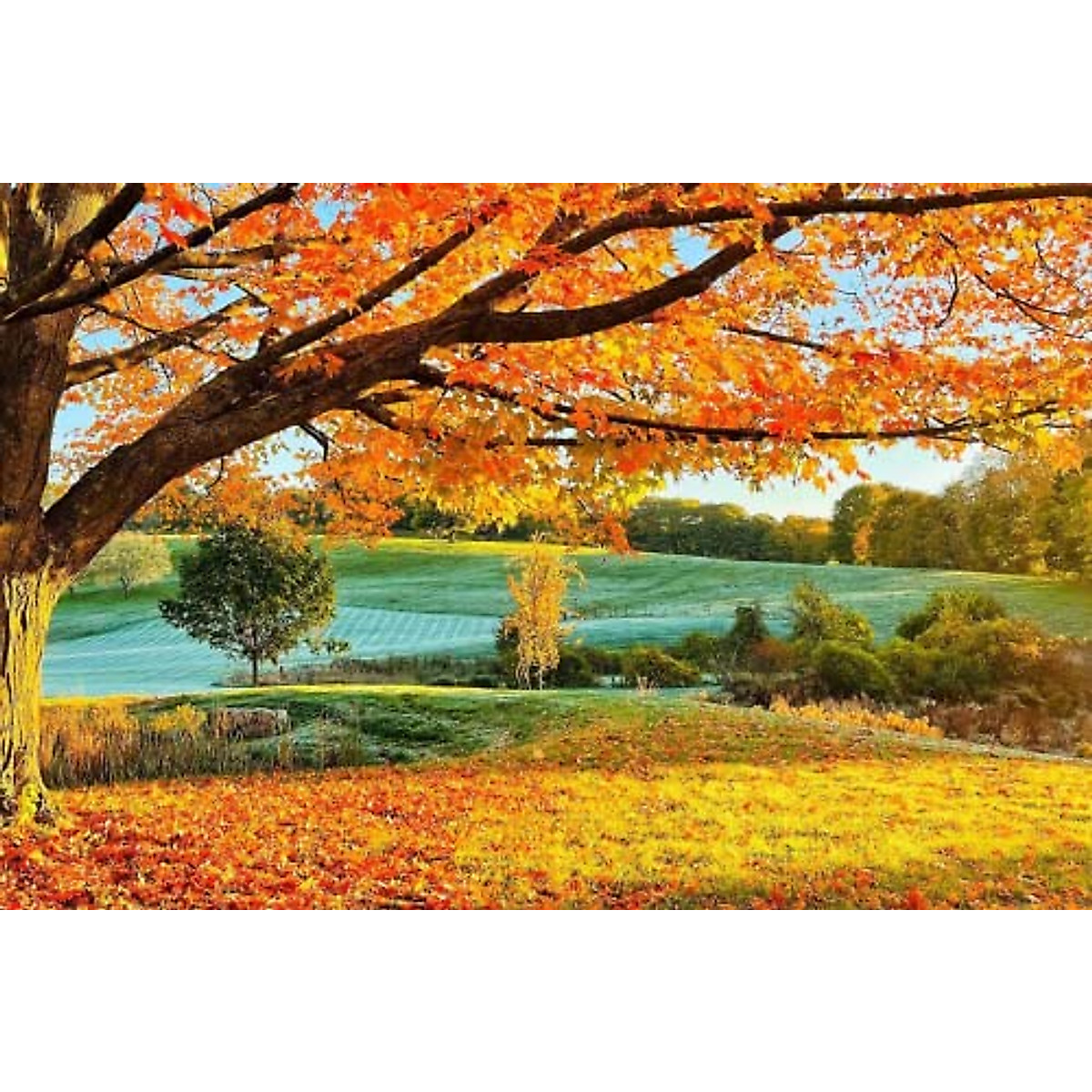 Froze Red Maple Tree - 12-16inch Tall Seedling - Quart Pot - Live Plant - Acer rubrum