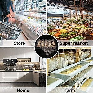 KUKLIPJIM 200 Pack Quail Egg Cartons, Clear Plastic Quail Egg Trays, Holds up to 15 Quail Eggs Securely - Your Ultimate Small Eggs Carton Holders for Bulk Storage and Display