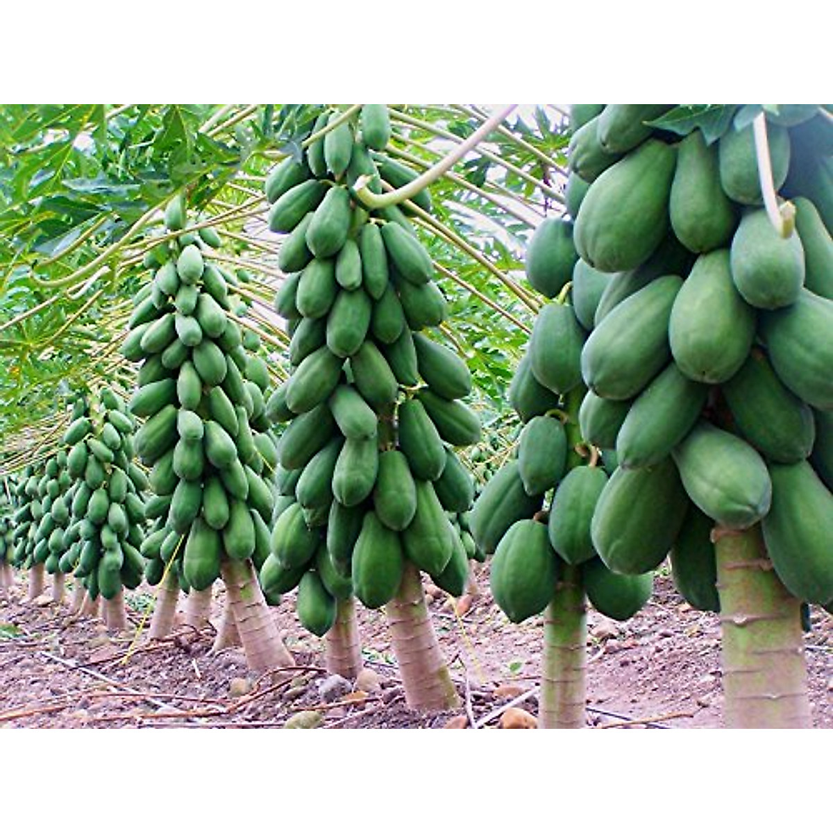 Maradol Papaya Tree Seeds! Delicious Sweet Fruit! Comb