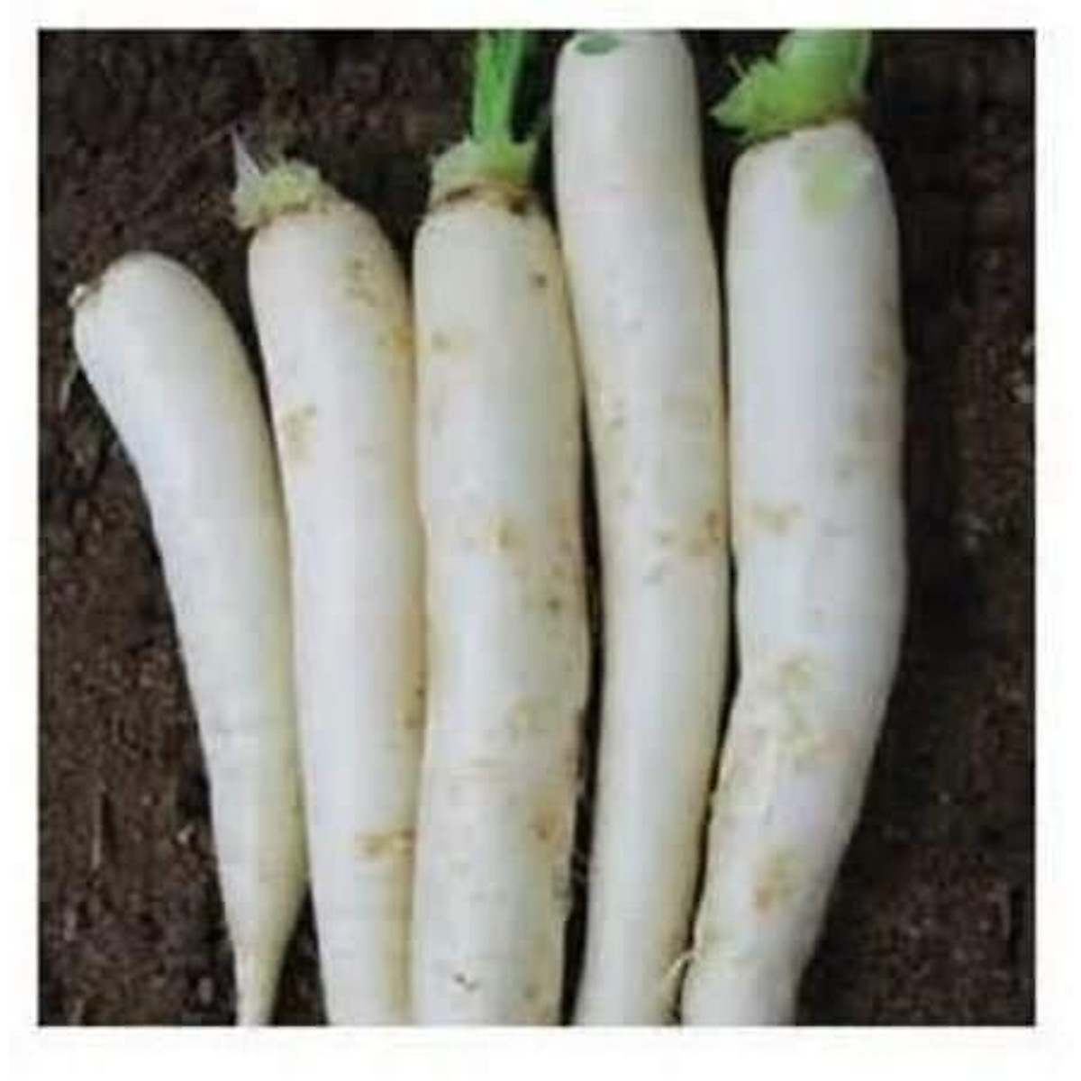 Large Radishing Collection-(1) 50pk Daikon, (1) 50pk Cherry Belle,(1) 50pk Sparkler White Tip, (1) 50pk Rambo, (1) 50pk Black Spanish Round, (1) 50pk Hailstone White, (1) French Breakfast Radish Seeds