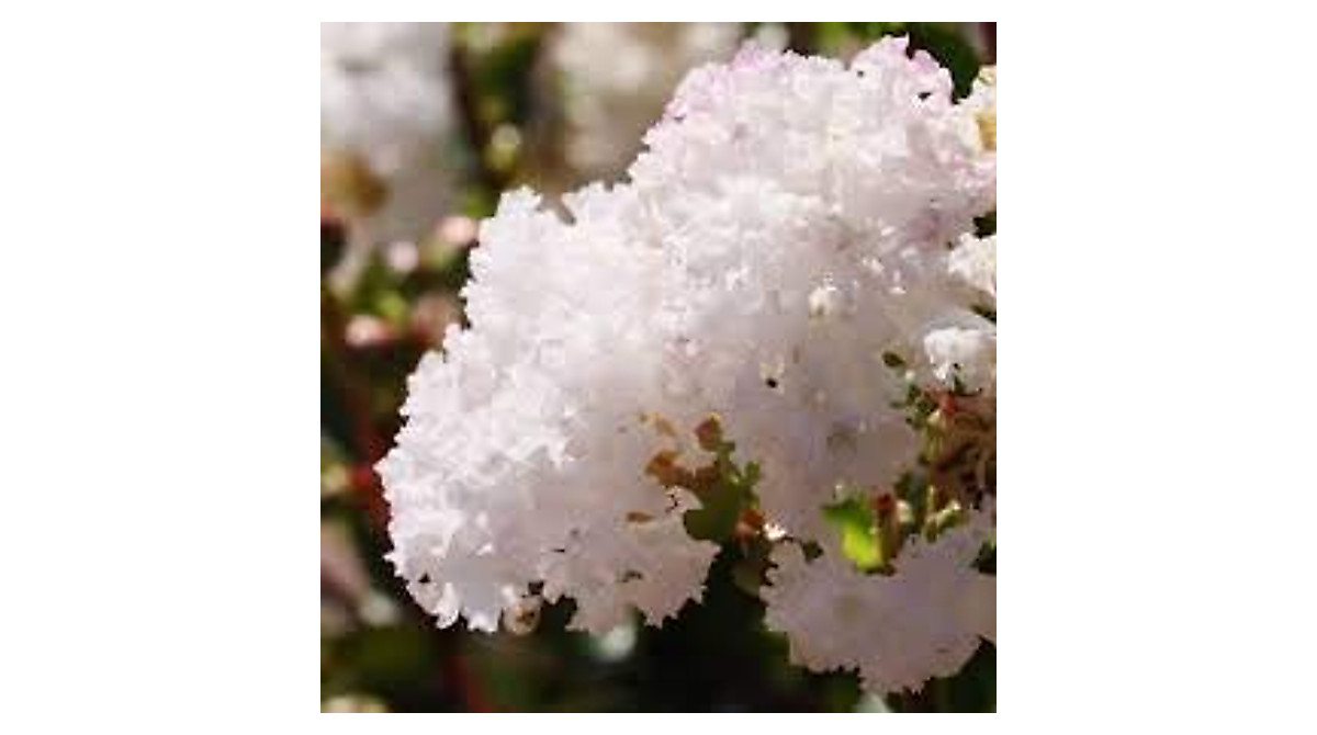 Dwarf White Crape Myrtle Seeds - 10 Non-GMO Seeds