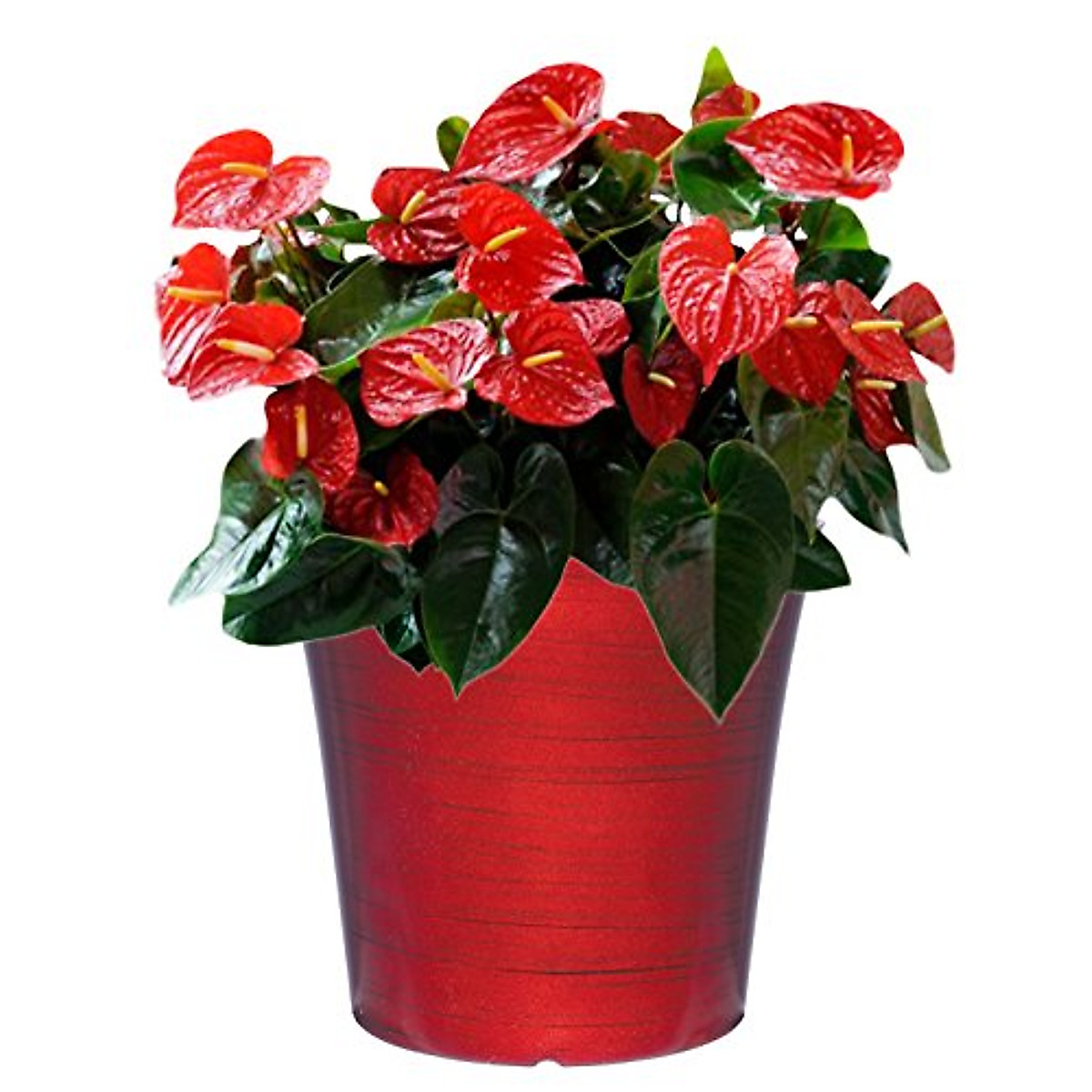 Classic Home and Garden 1255-098 Bella Planter, Ruby Slipper