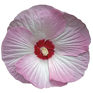 Burpee Pink Swirl Hibiscus Seeds 15 seeds