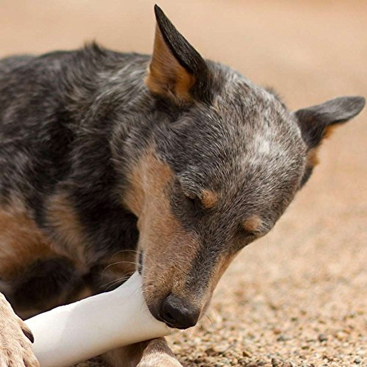 Filled Dog Bones (Flavors: Peanut Butter, Cheese, Bacon, Beef, etc.) Made in USA Stuffed Bulk 3 to 6" Femur Dog Dental Treats & Chews, American Made (Variety Pack, Small (3") -3 Flavors)