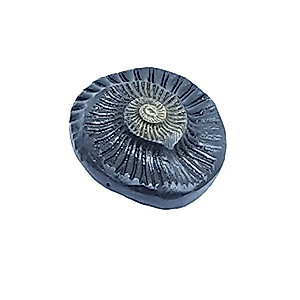 Sudarshan Shaligram | Nepal Gandaki River Chakra Saligram (2.5 cm) Orignal Sudarshan Chakra shaligram