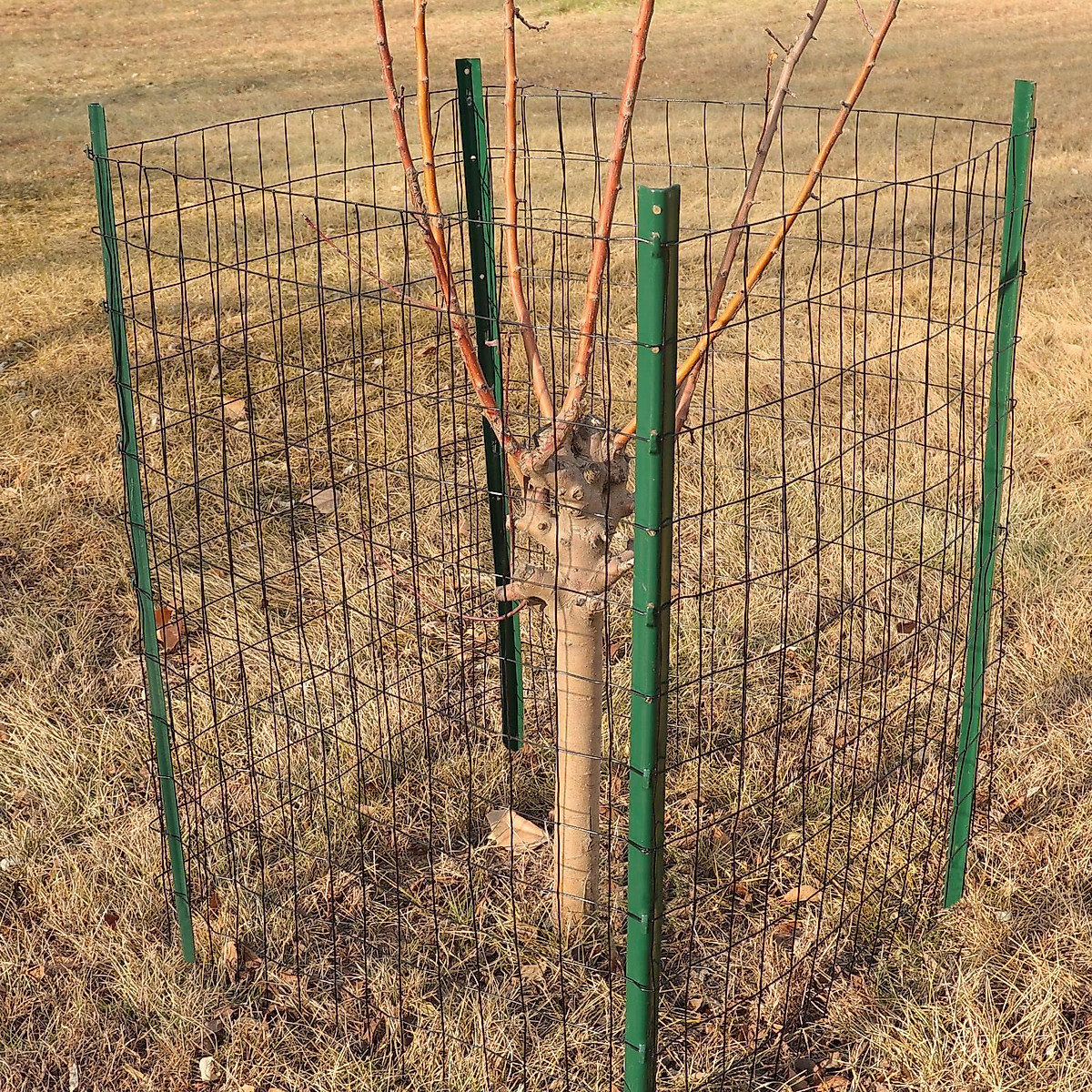 FOREHOGAR Black PVC Coated Welded Wire Fence 36 Inch x 50 Foot, 2 Inch x 3 Inch 16GA, Garden Border Fencing Roll Vinyl Coating Metal Wire Mesh for Yard Vegetable Plant Protection Poultry Netting