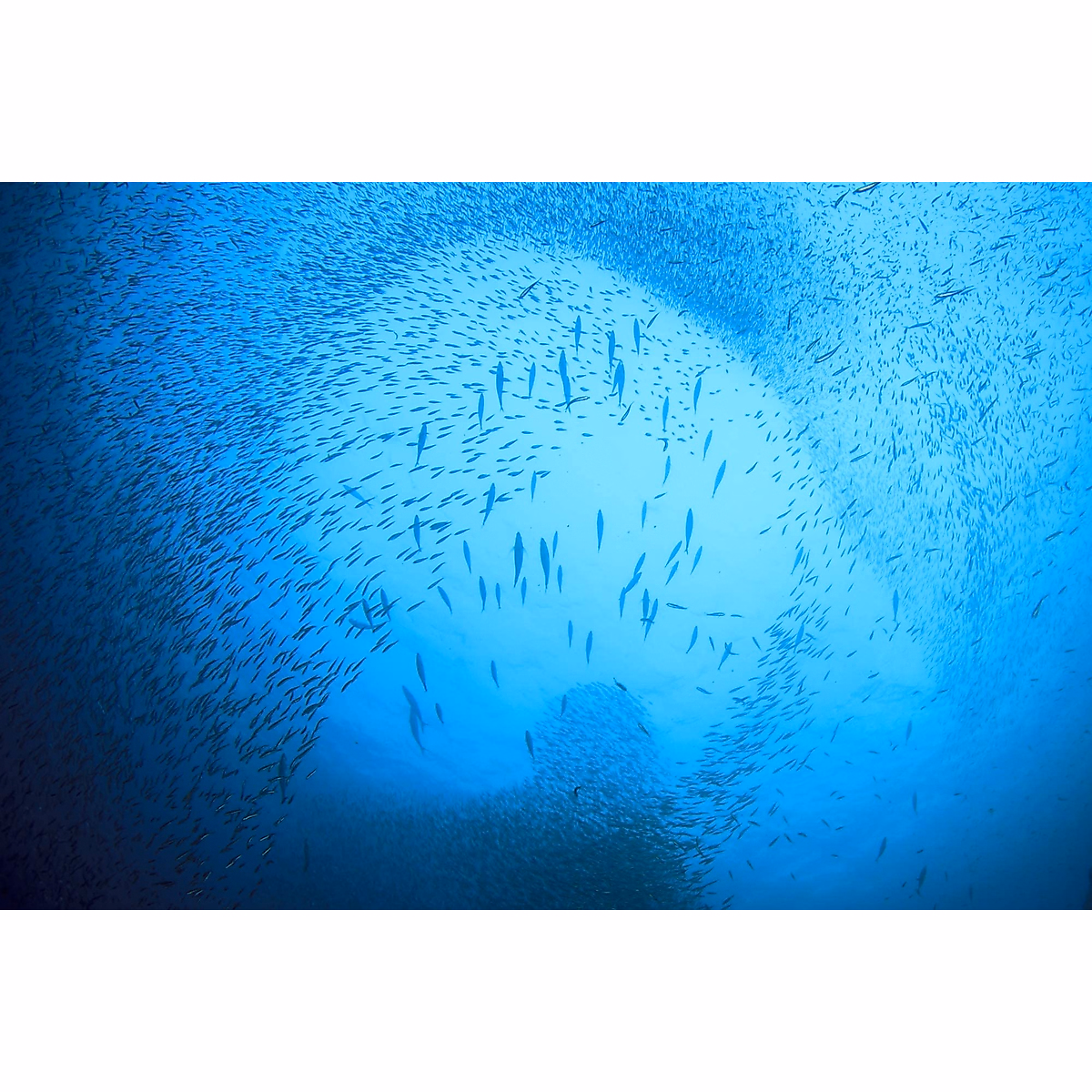 Season Sardines in Water – No Salt Added, Wild Caught, 22g of Protein, Keto Snacks, More Omega 3's Than Tuna, Kosher, High in Calcium, Canned Sardines – 4.37 Oz Tins, 12-Pack