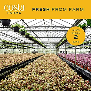 Costa Farms Chinese Evergreen, Live Indoor Plant, Potted in Potting Soil, Decorative Mother's Day Gift Wrap, Fresh From Our Farm, Tabletop, Desk, Office, Room Decor, 14-Inches Tall