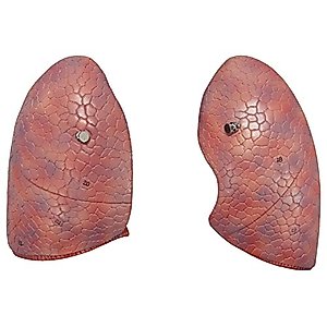 Axis Scientific Human Lung and Respiratory System Model | 3/4 Life Size Model has 7 Removable Parts | Includes 2 Part Heart and Detachable Larynx | Includes Product Manual
