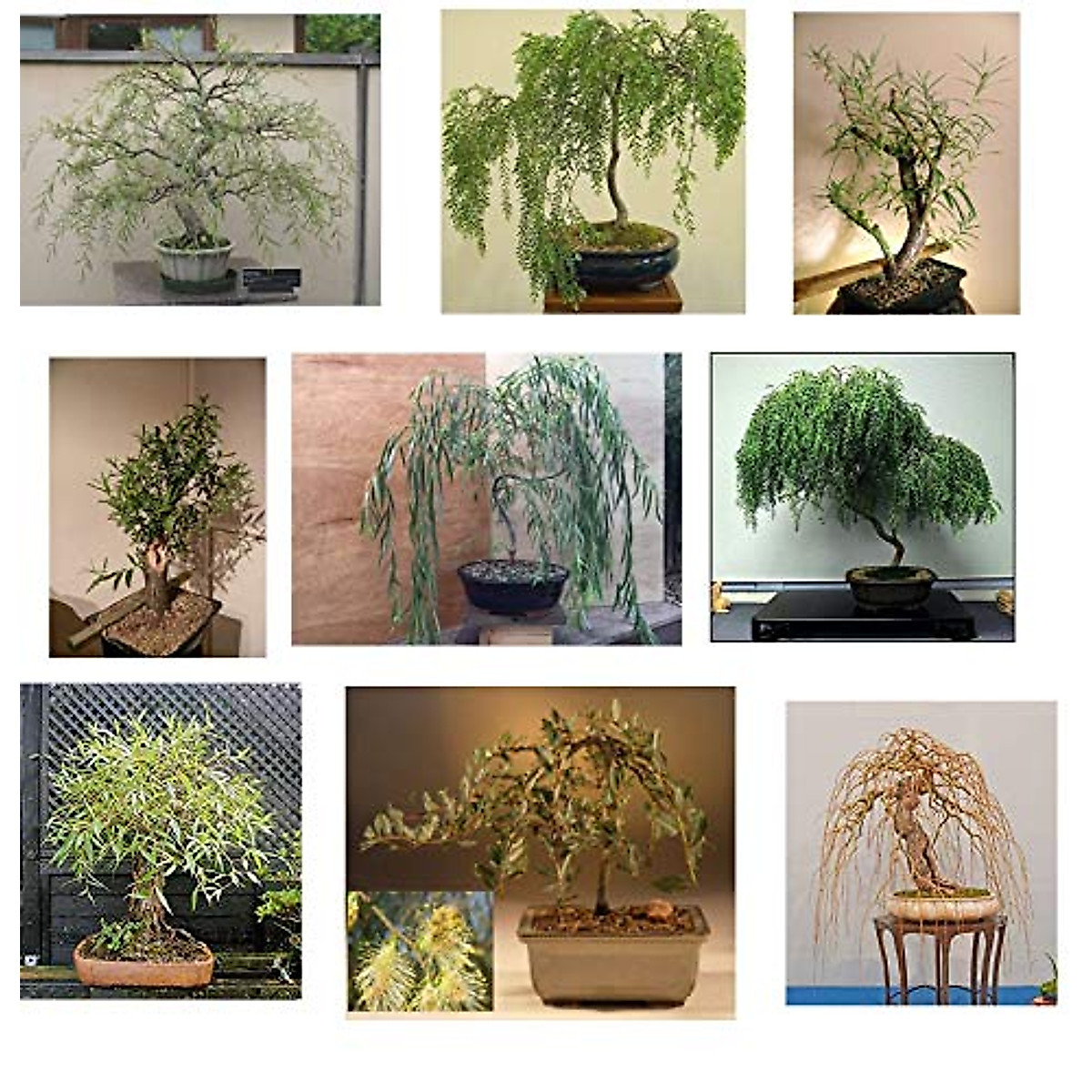 Ultimate Willow Bonsai Bundle - 9 Types of Exotic Willow to Grow as Bonsai